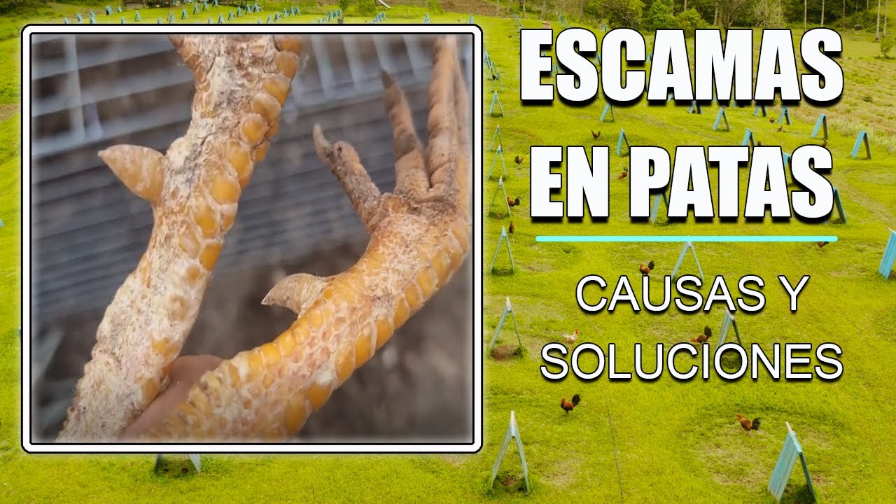 Escamas en patas de gallinas y gallos #aficiongallera #gallosfinos # ...