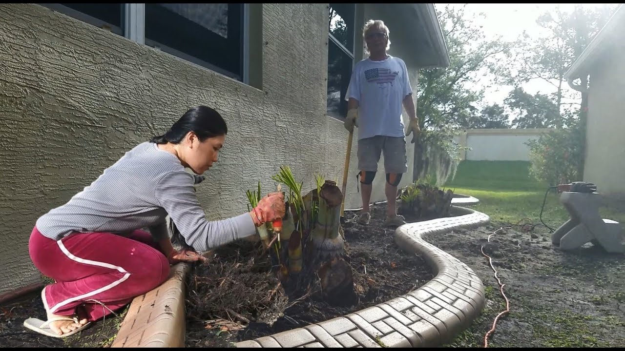 Areca Palm and Banana Tree Stump | Roots Removal | Garden Part 3 ...