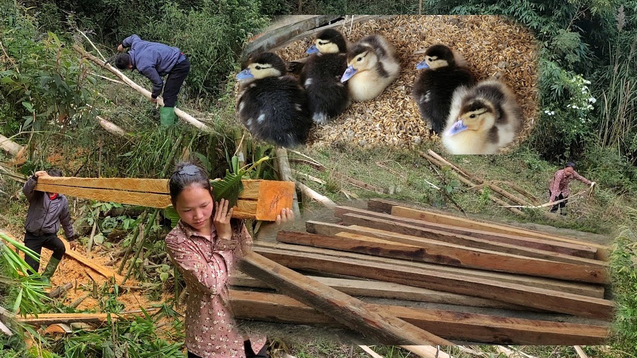 Preparing plant materials to build A Lu and her husband's new house ...