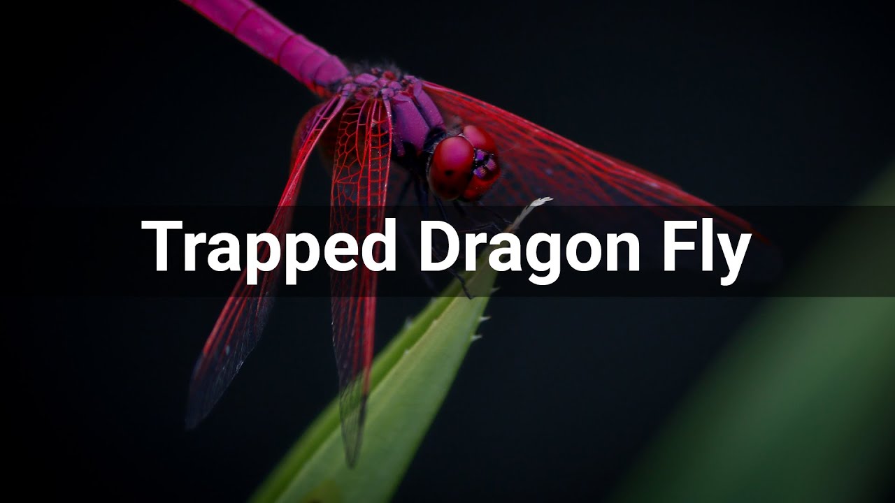 Trapped Dragon Fly • Animals • Sounds Effects (No Copyright Sounds ...