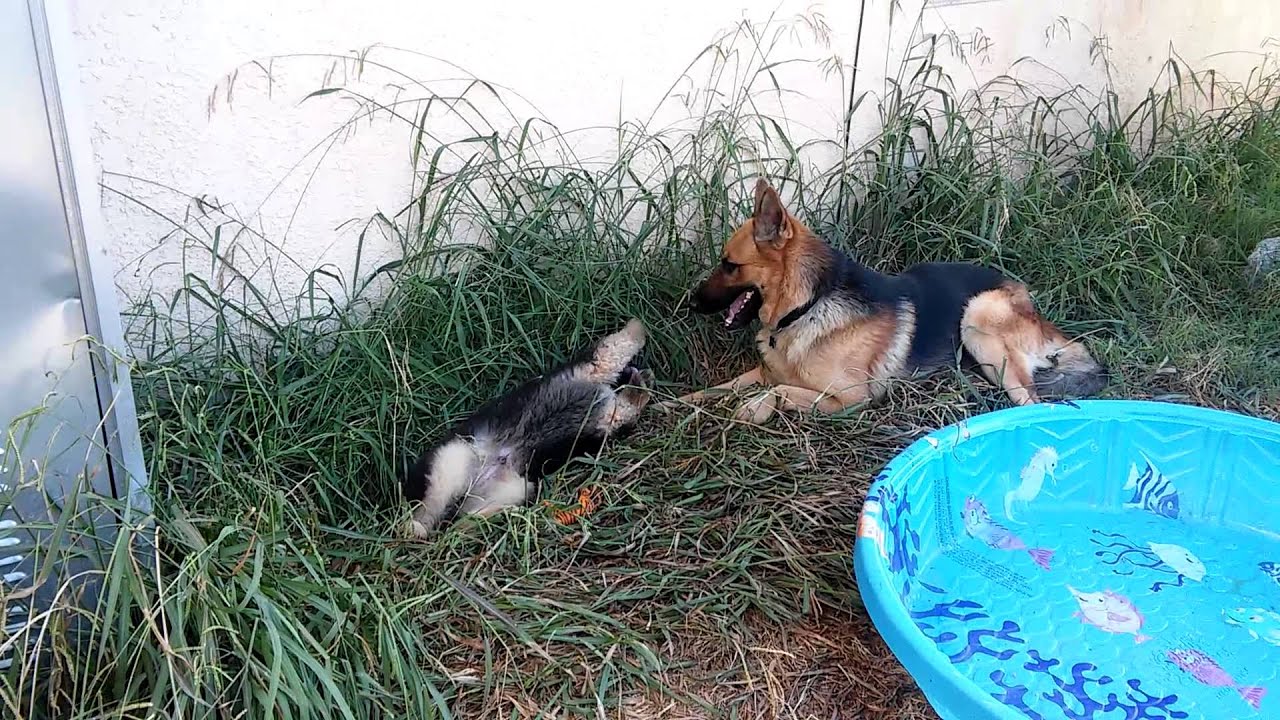 German Shepherd: father and son - YouTube