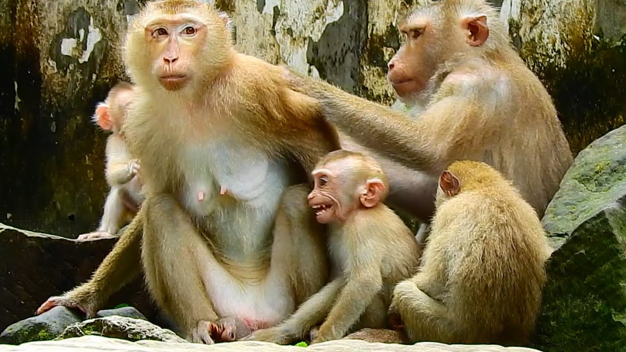 Poor Baby Monkey Lucie Shout Cries Extremely Because Angry Mum Rejected ...