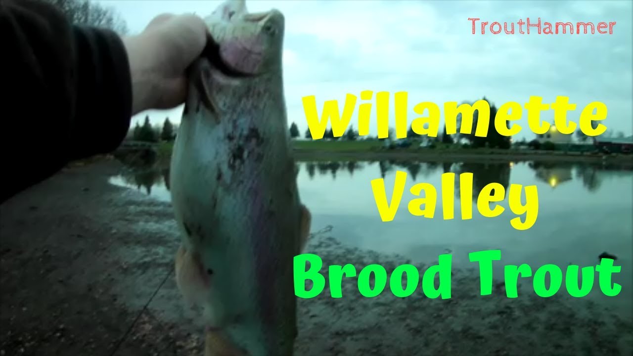 Fishing Willamette Valley for Brood Trout - YouTube