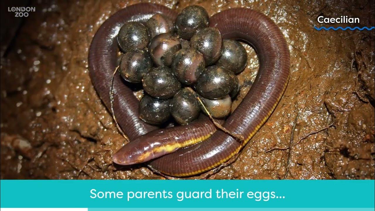 The Secret Life of Reptiles and Amphibians - breeding - YouTube