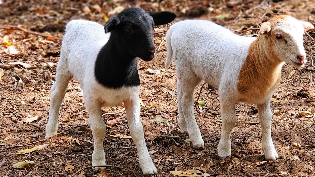 Pollitos Copetones y pollitos fawn silver! Borregitos y mas envios ...
