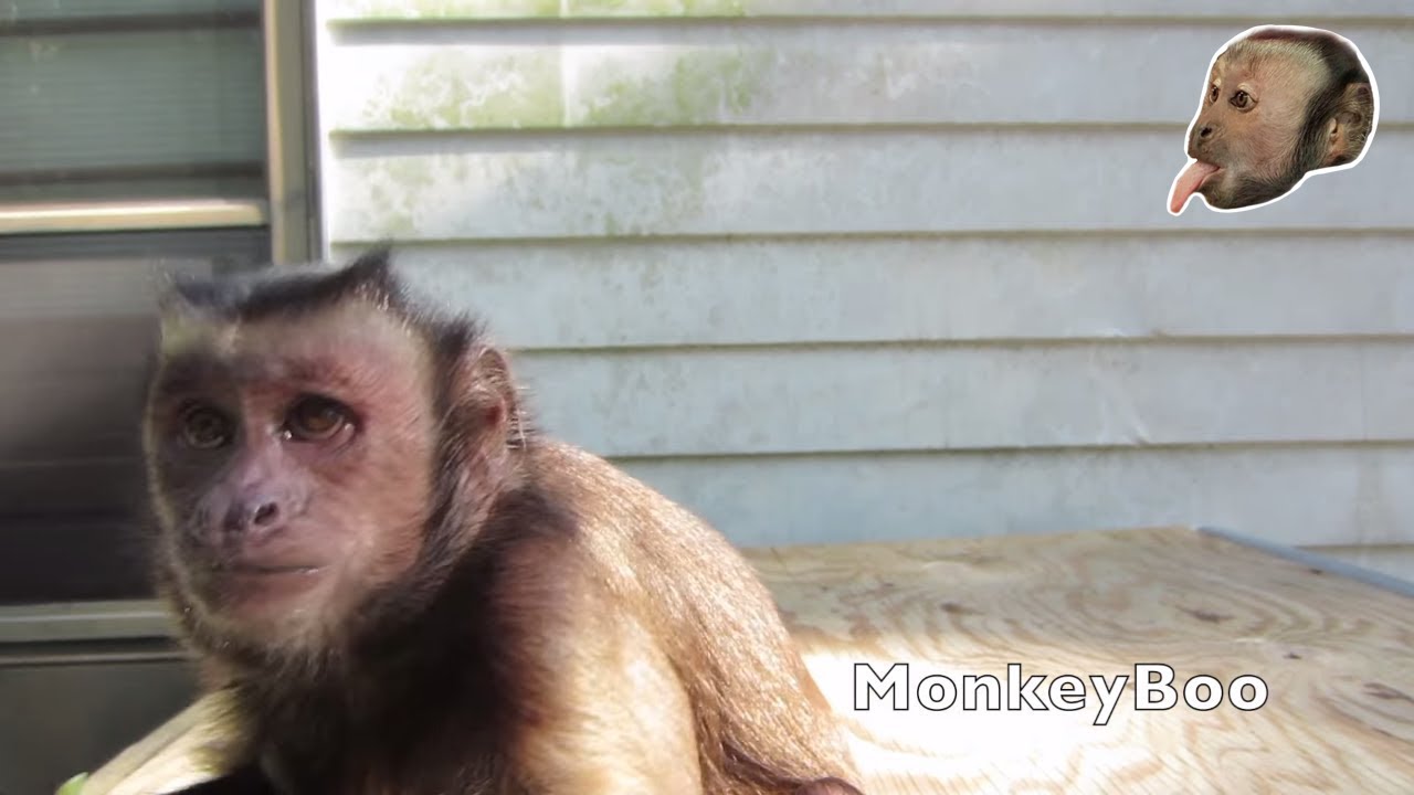 Capuchin Monkey Kiwi Crazy - YouTube