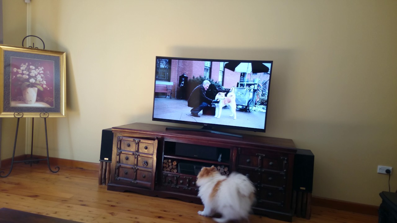 Pomeranian barking at Hachi 4k - YouTube