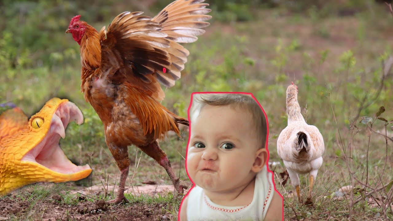 Rooster crowing compilation plus rooster crowing sound effects and ...