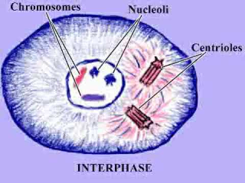 Mitosis, Interphase; non-dividing cells (Whitefish Blastula slide ...