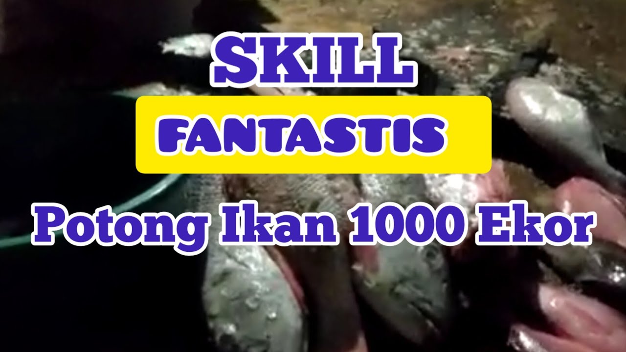 Potong Ikan Besar 1000 Ekor Dari Hasil Panen Youtube