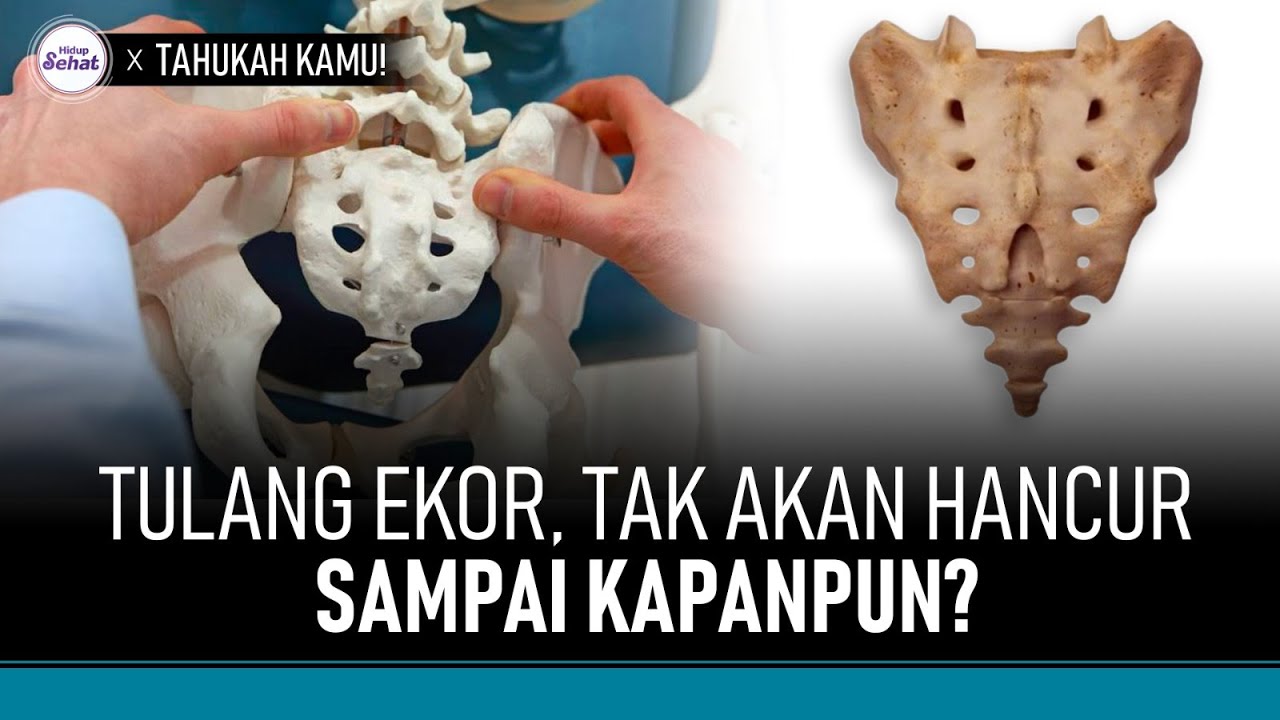 Fakta Ilmiah Seputar Tulang Ekor Manusia | Hidup Sehat tvOne - YouTube