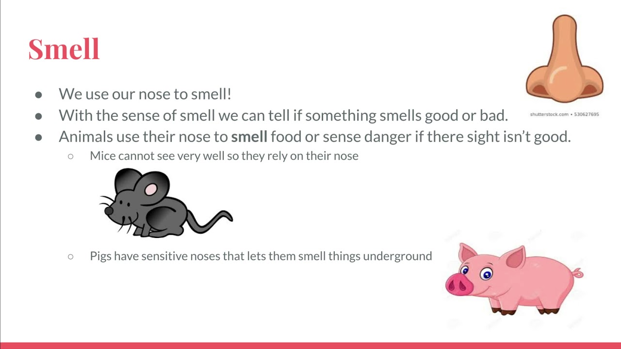 The Five Senses - Google Slides - YouTube