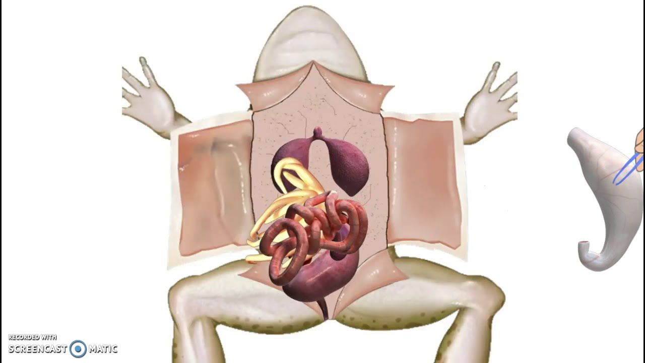 Virtual Frog Dissection - YouTube