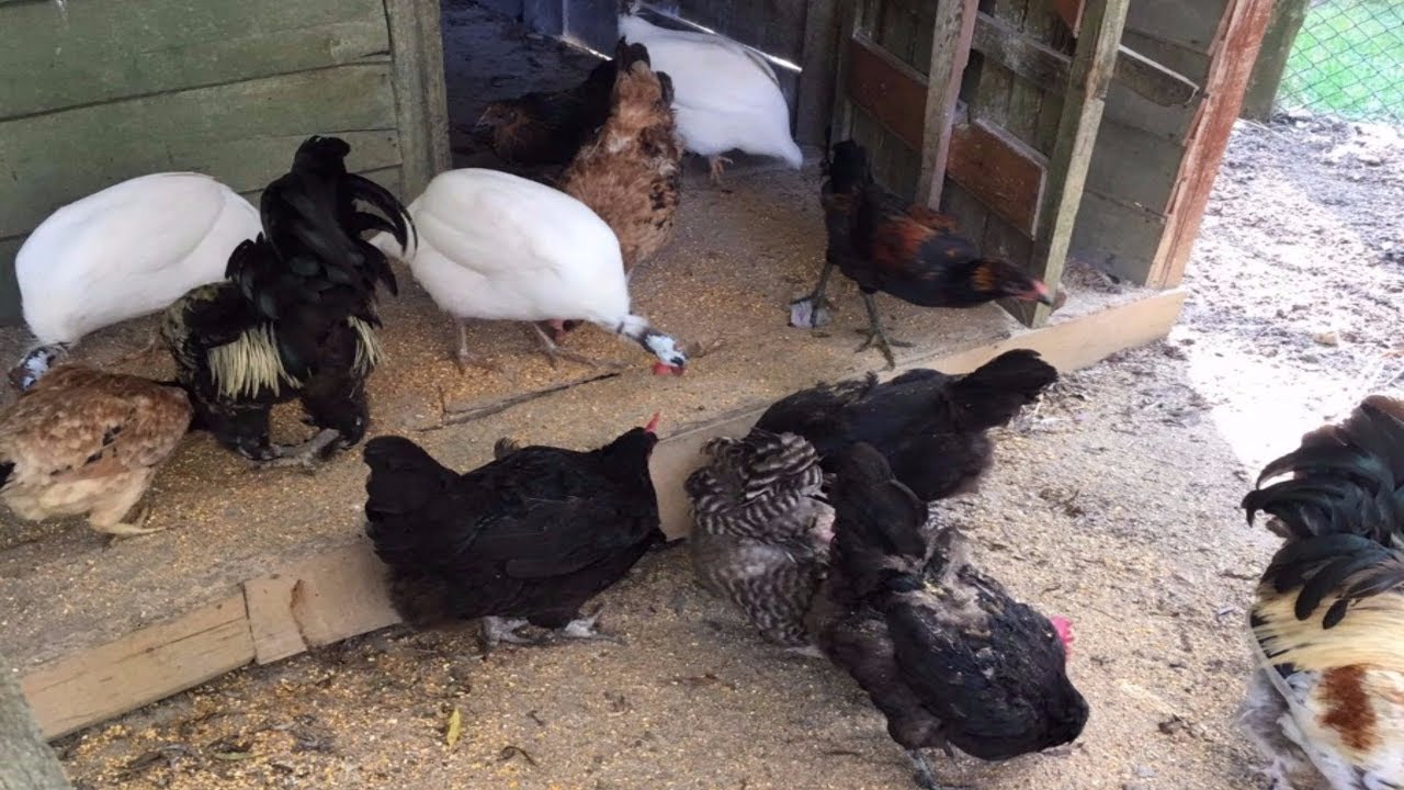 Are You Hungry Chicken