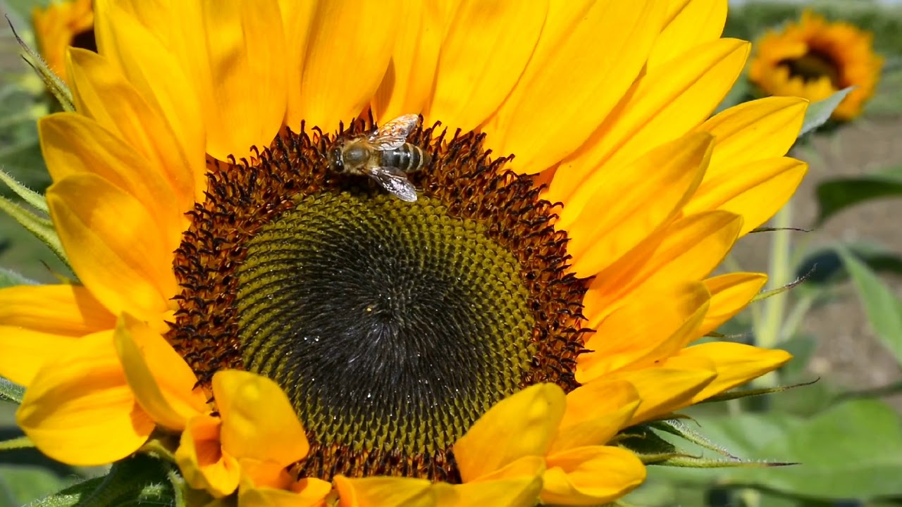 Insects || Real Beauty || High Quality Video - YouTube