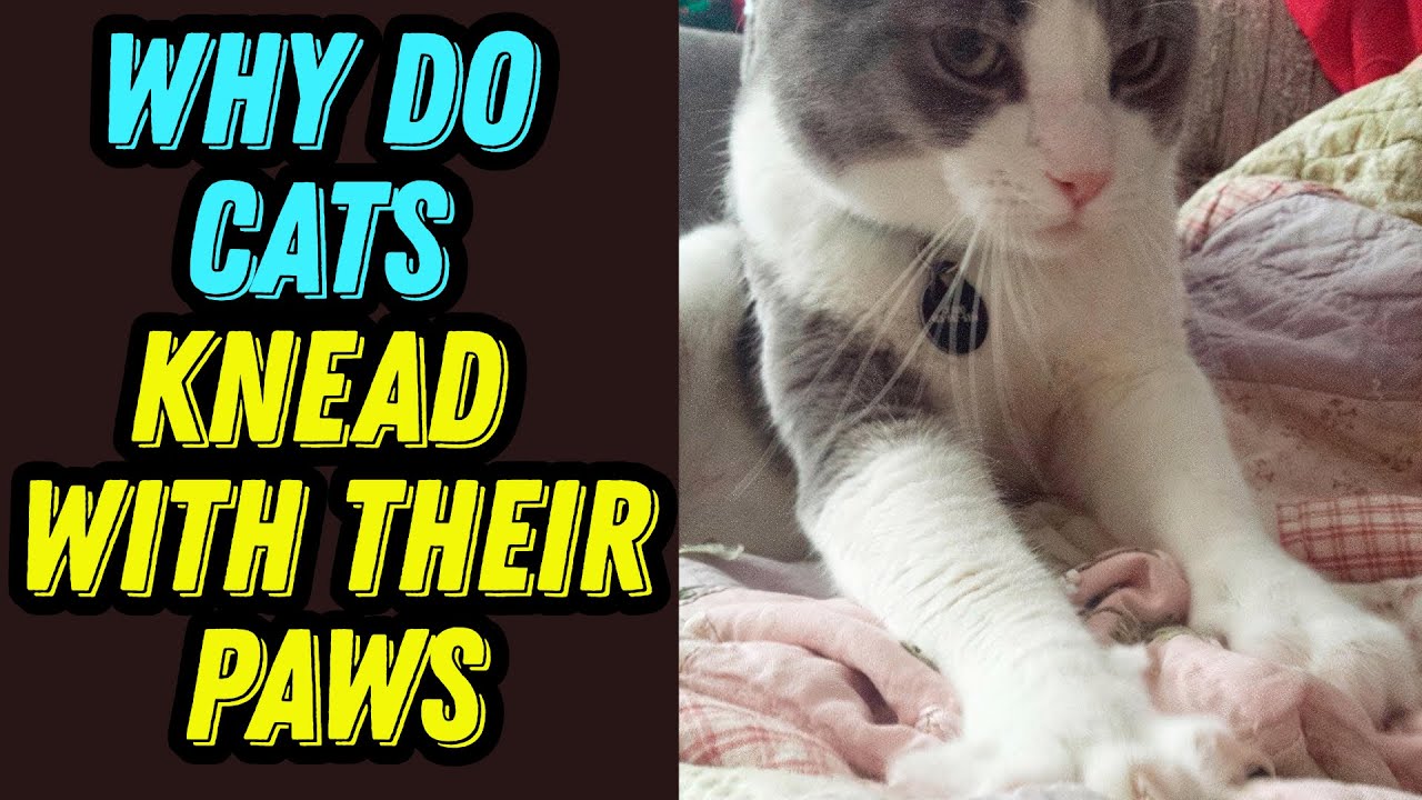Why do cats knead with their paws - YouTube