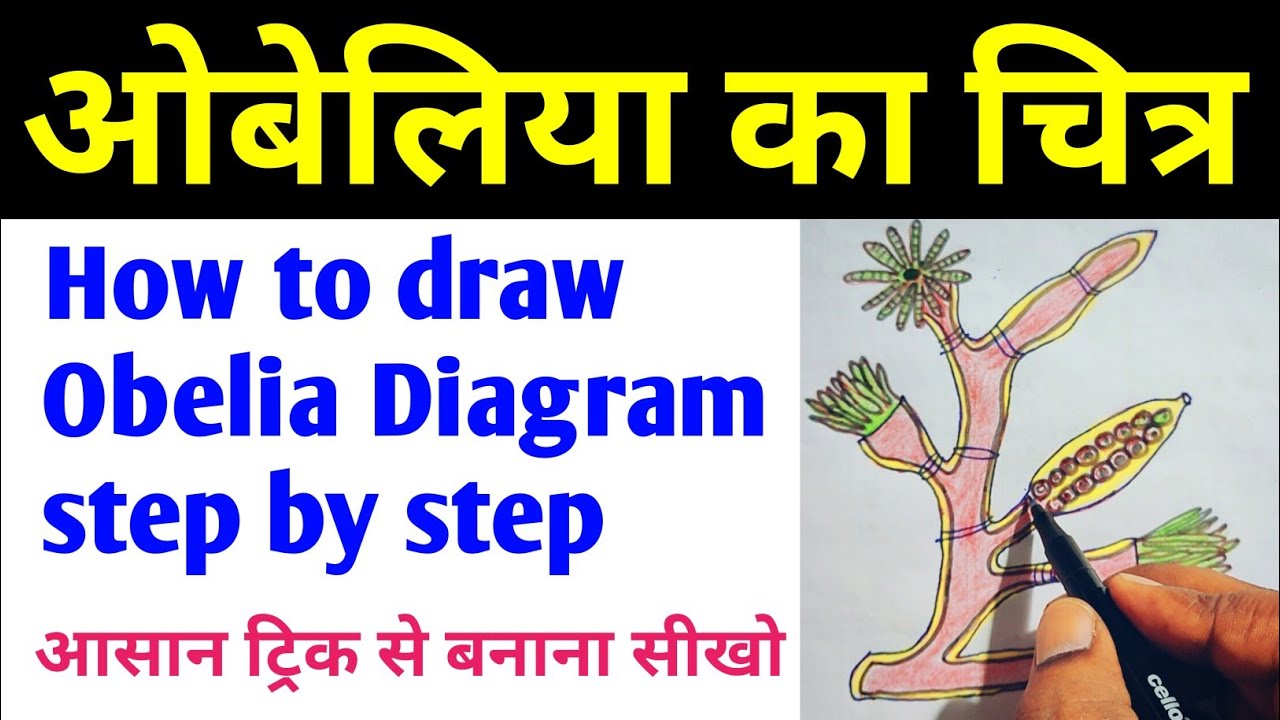 ओबेलिया का नामांकित चित्र | obelia diagram | How to draw Obelia colony ...