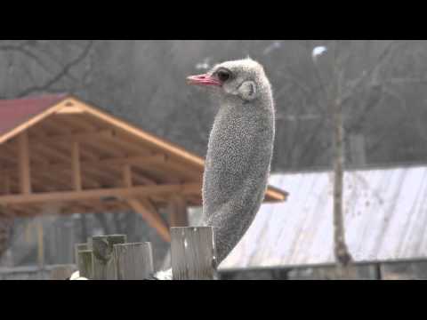 타조 소리 ( Ostrich Sound )