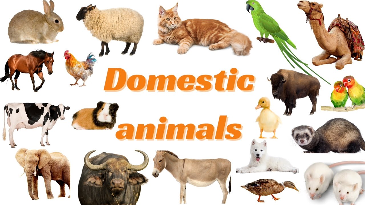 Domestic animals and birds 🕊️🐦🐱🐶🐇🐄 with real picture and videos - YouTube