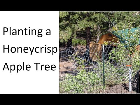 Planting an Apple Tree and Blueberry Bush in the Mountains of Idaho ...