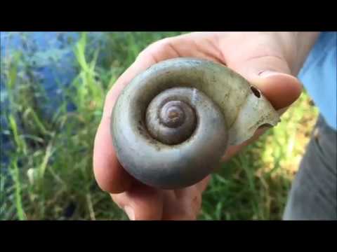 Florida in Focus - Exotic Apple Snail - YouTube