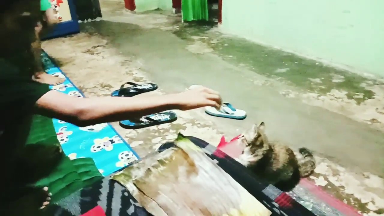 Kucing Tarung - YouTube