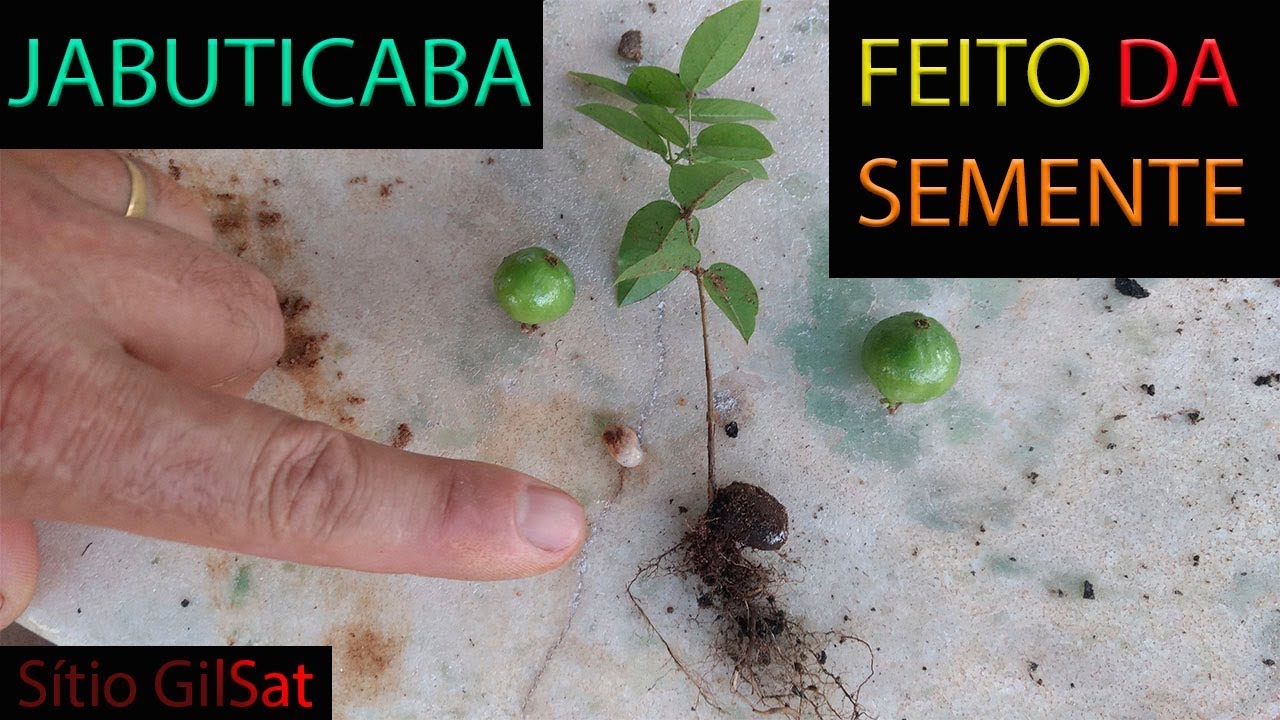 MUDA DE JABUTICABA FEITA DA SEMENTE Sítio GilSat - YouTube