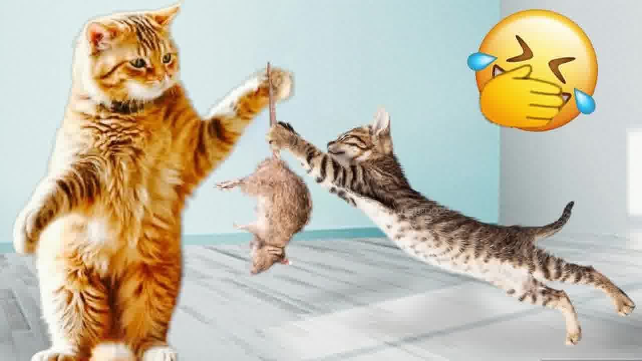 🤣 A fun day with silly cat actions 😂 Funny Cats Moments 😆😅 - YouTube