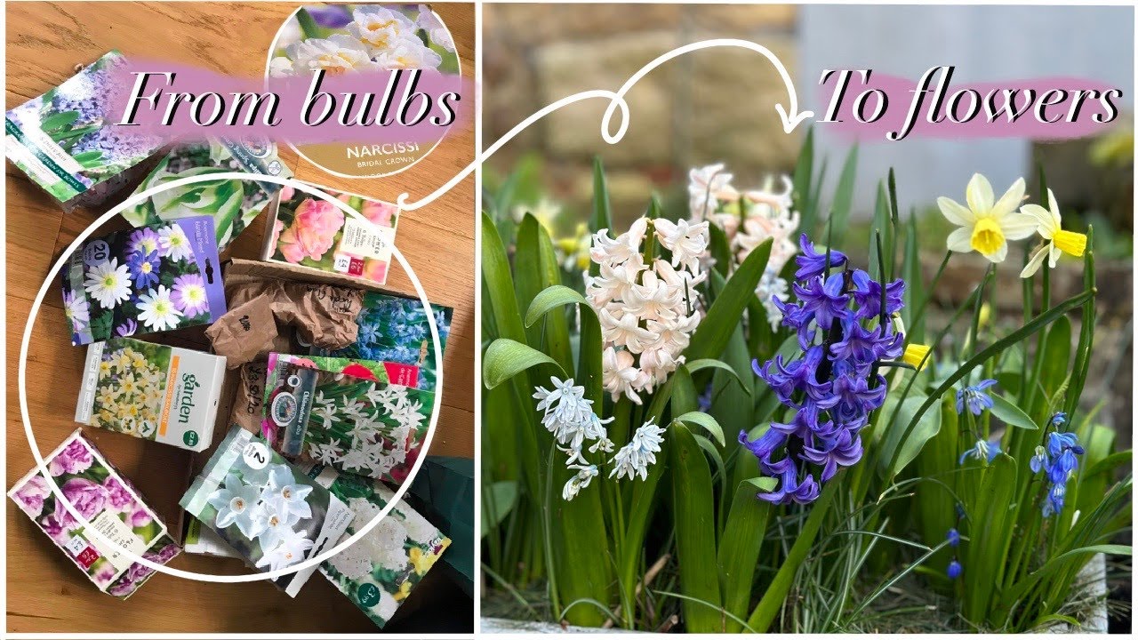 Layered Spring Bulbs in ONE container | Blooming continuously - YouTube