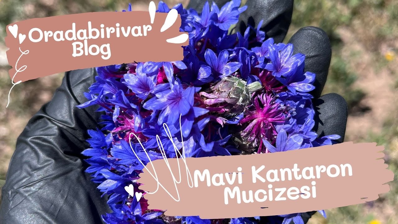 Mavi Kantaron Otu (Peygamber Çiçeği) - YouTube