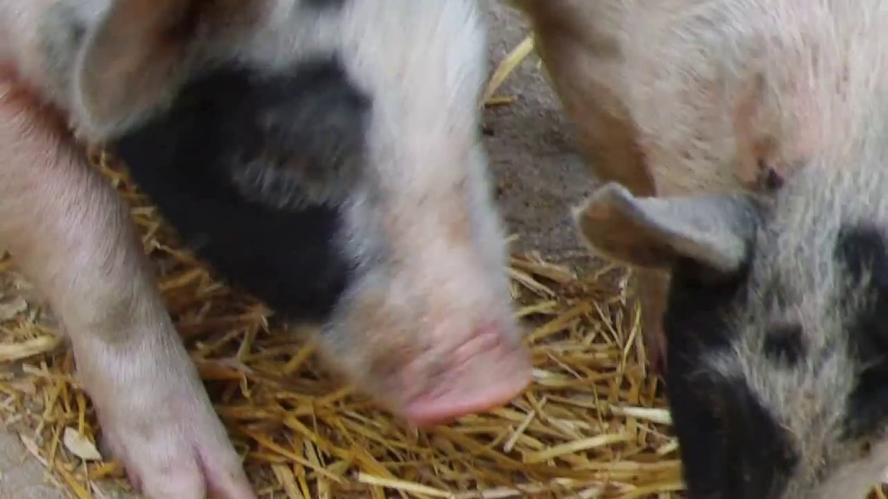 Farm Animal Behavior - YouTube