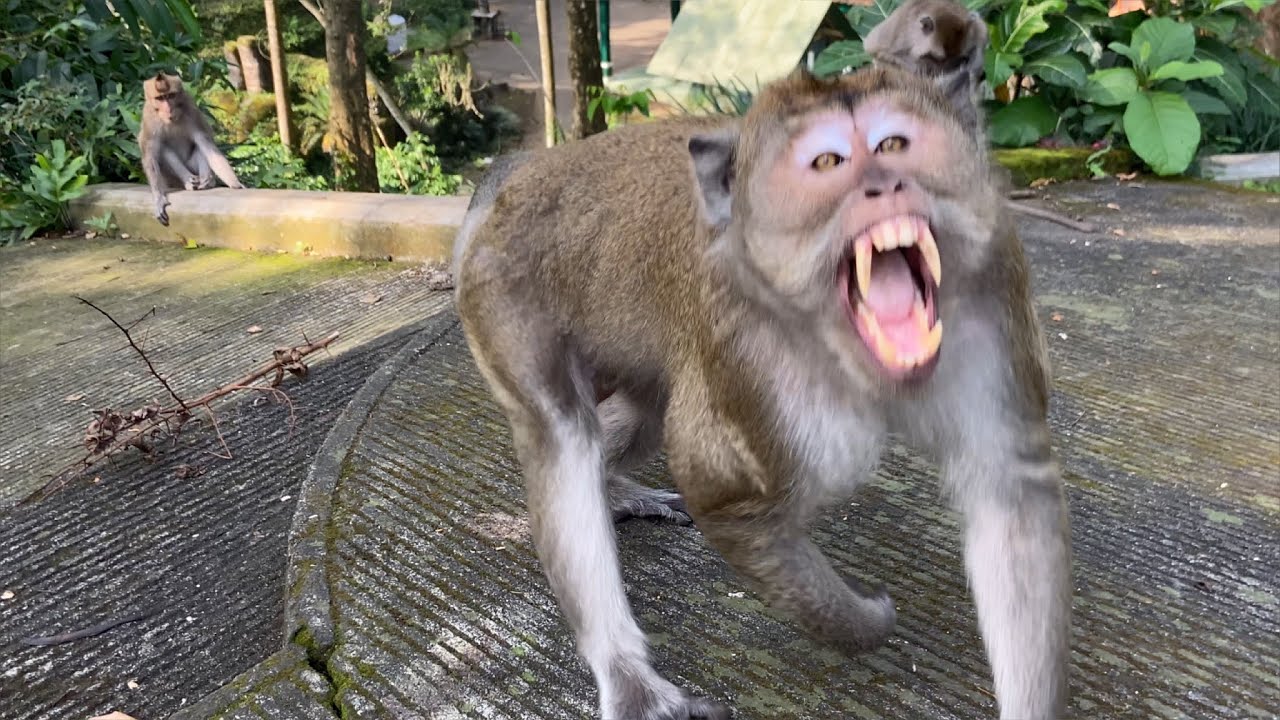 Monkey was angry when I recorded it and sprayed me - YouTube