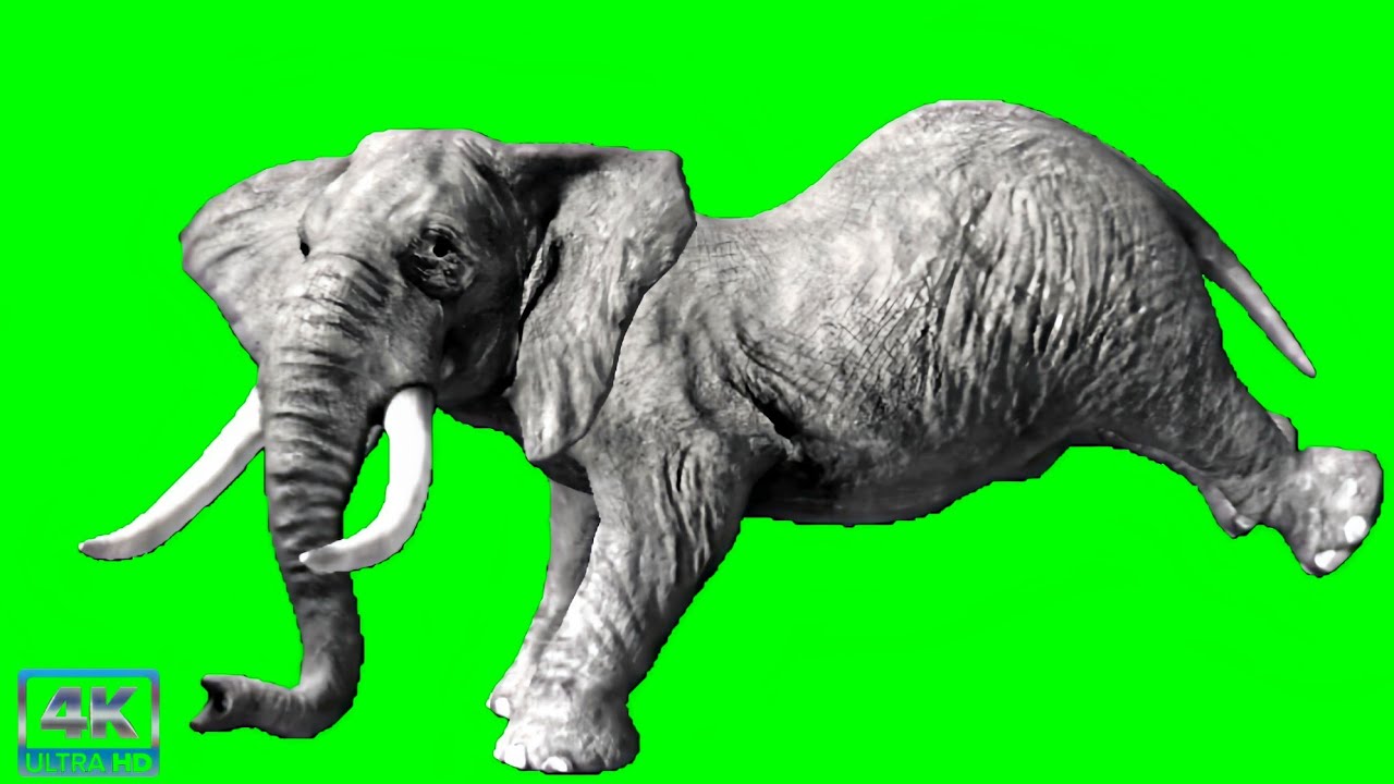 Elephant Green Screen | Elephant Walking Green Screen | Green Screen ...