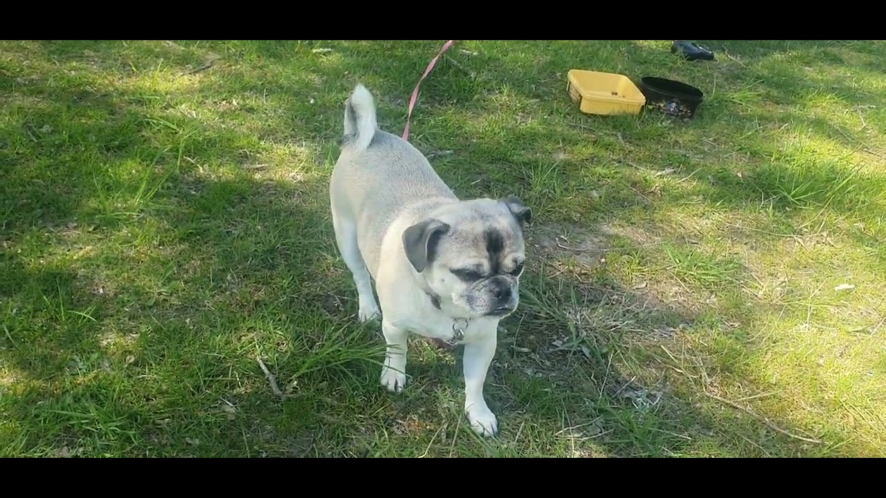 10. maj 2023 - Voffe och jag - YouTube