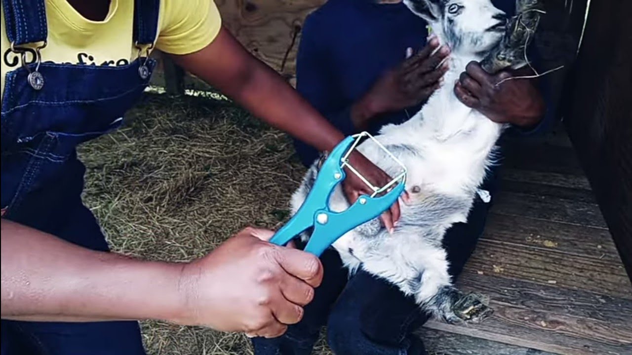 How To WETHER YOUR MALE GOATS! - YouTube