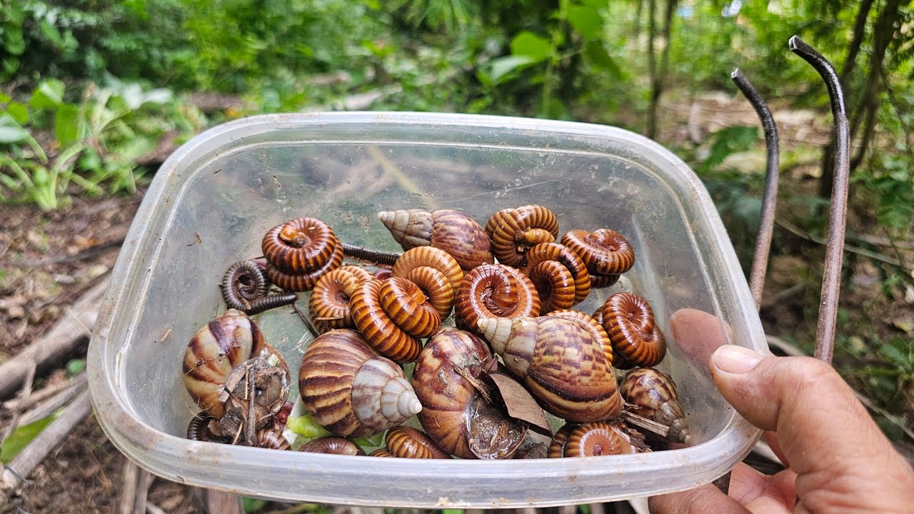 Awesome! Hunt Venomous Scorpion, Giant Millipede, Snails, Red Spotted ...