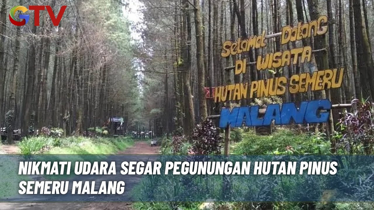 Nikmati Udara Segar Pegunungan di Kawasan Wisata Hutan Pinus Kaki ...