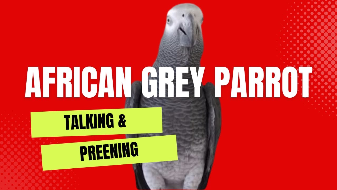 Congo African Grey Parrot: Talking and Preening - YouTube