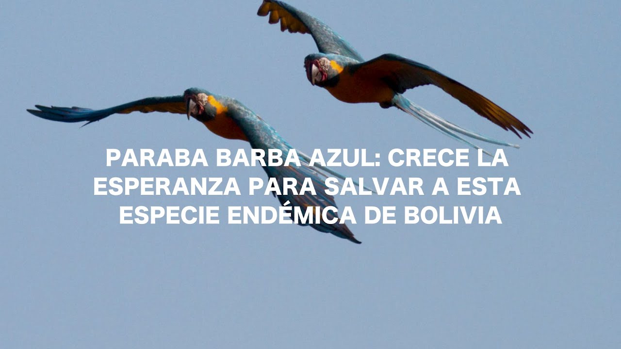 Paraba barba azul crece la esperanza para salvar a esta especie ...