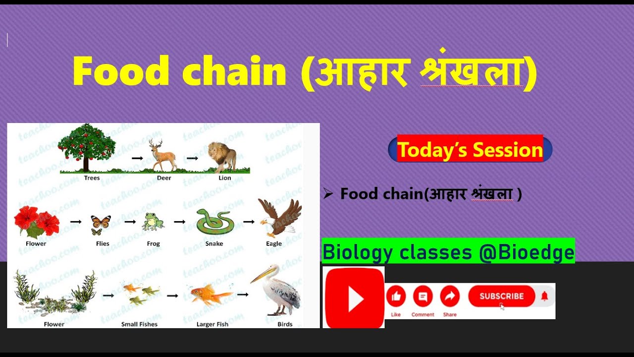 NCERT Class 10 food chain(आहार श्रंखला ) - YouTube
