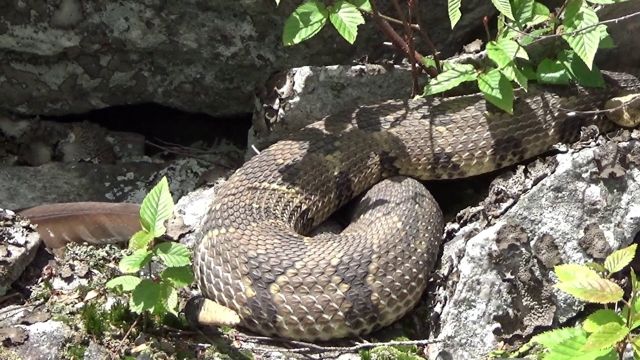 WV Timber Rattlers - A Hike in Our State's National Forest - YouTube