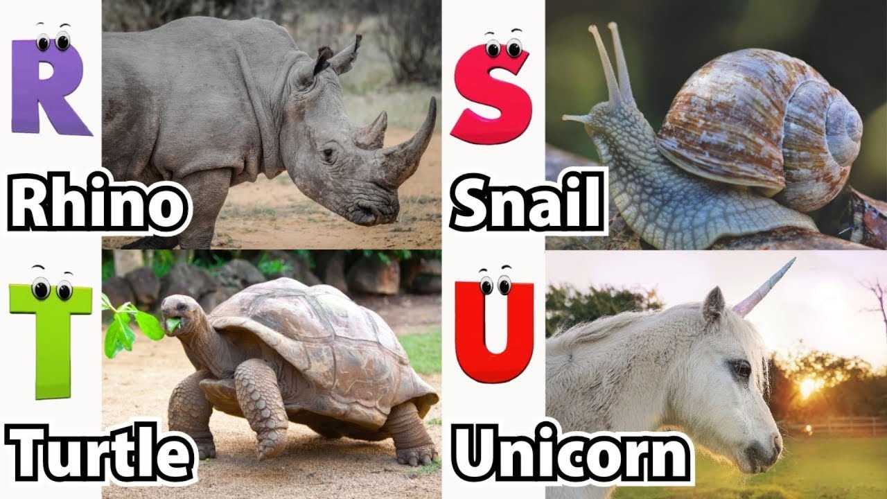 ABC Pet Animals Song | Fun way to learn English and Animals for Kids ...