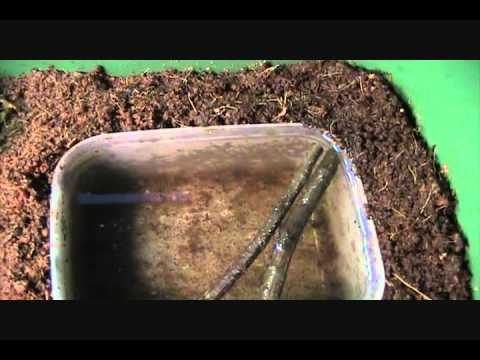 New Baby Box Turtle Enclosure - YouTube