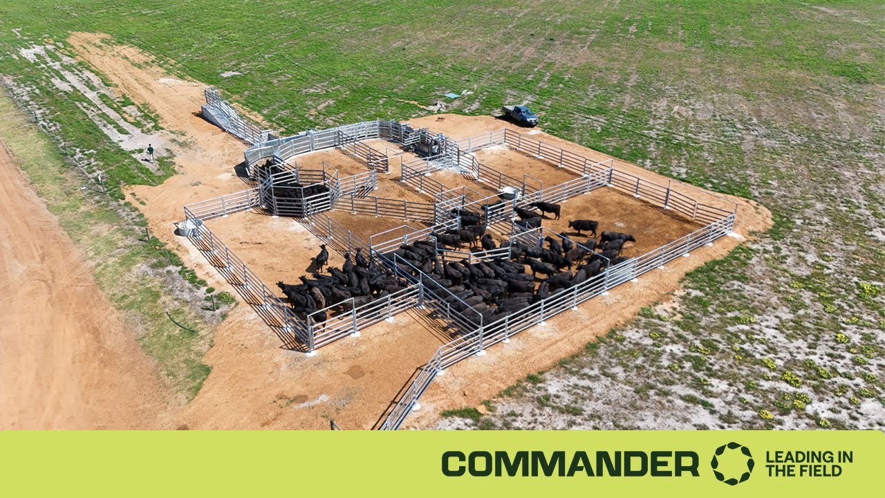 Managing Stock Flow | 300 Head Working Capacity Cattle Yards in Action ...