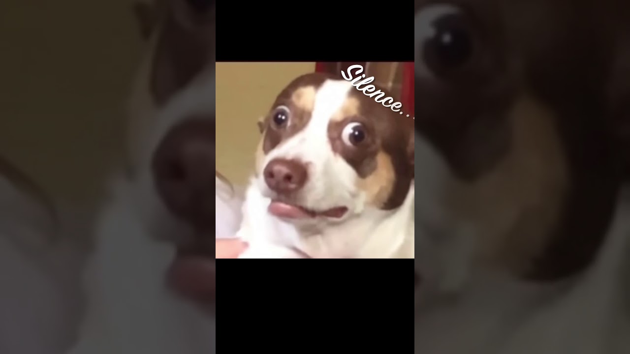 “I think he loves me” 😳 (Mr Bubz the dog vid) - YouTube