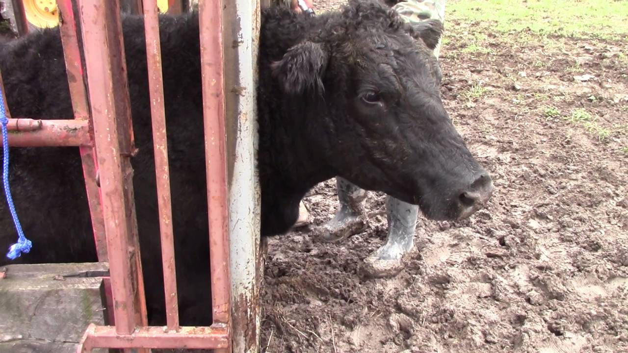 Working Cows - YouTube