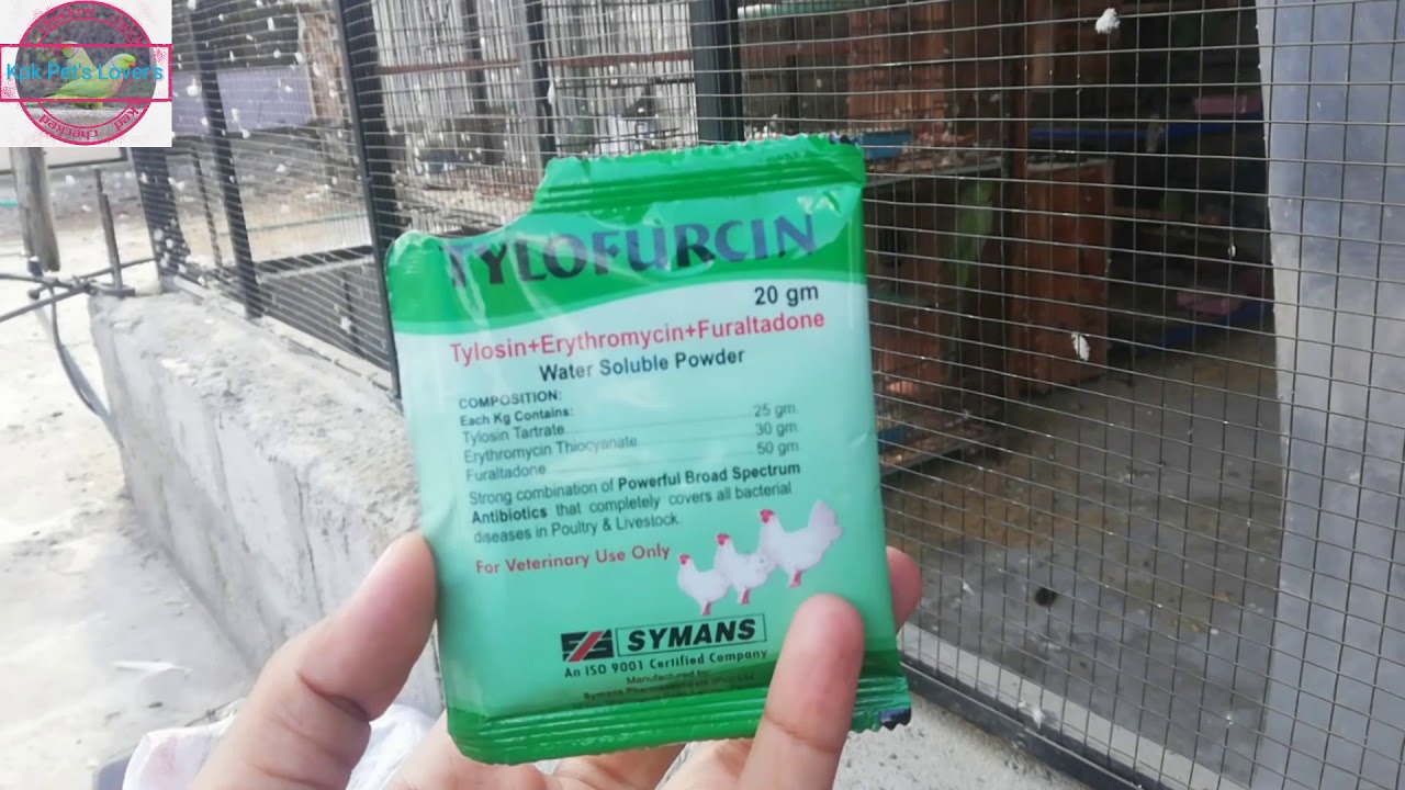 Best Antibiotic TYLOFURCIN for Birds, Poultry, and Parrots for all Type ...