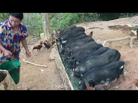 python farm raising pigs - YouTube