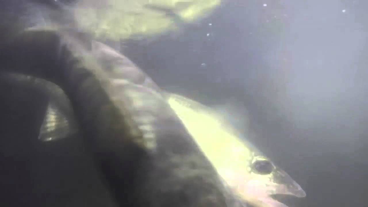 Catching Utah Walleye - YouTube