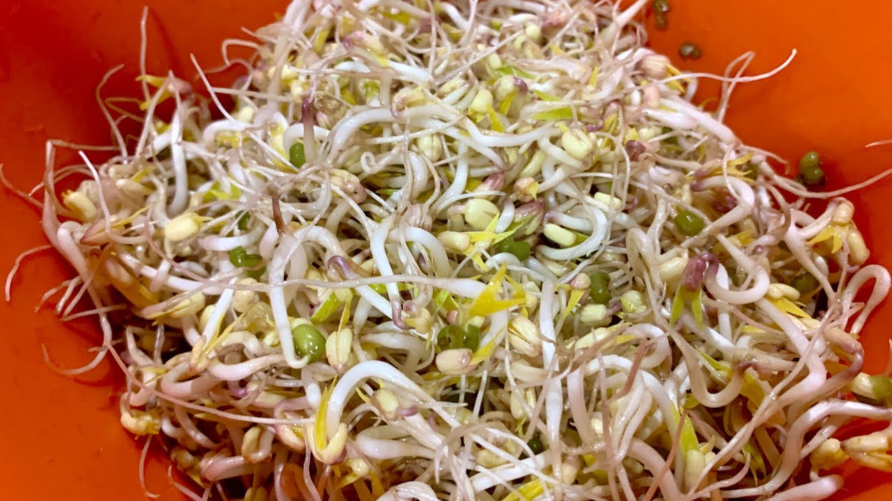 PAANO GUMAWA NG TOGE | HOW TO GROW BEAN SPROUTS AT HOME IN JUST 4 DAYS ...